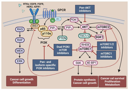 Drugging the PI3K/AKT/mTOR Pathway in ER+ Breast Cancer