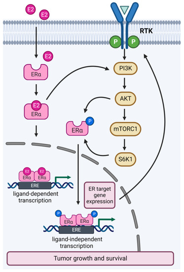 Drugging the PI3K/AKT/mTOR Pathway in ER+ Breast Cancer