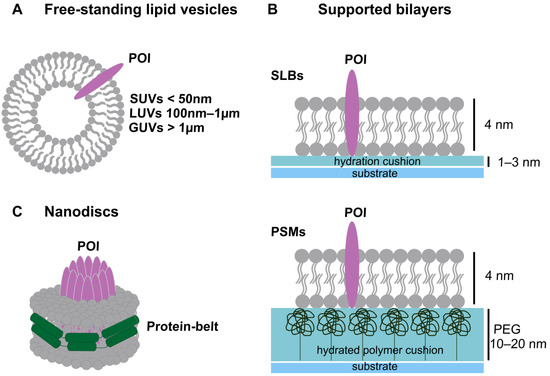 Pore-Forming Proteins: From Pore Assembly to Structure by Quantitative ...