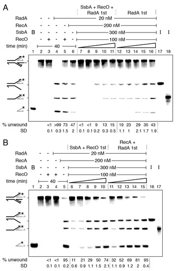Bacillus subtilis RadA/Sms-Mediated Nascent Lagging-Strand Unwinding at ...