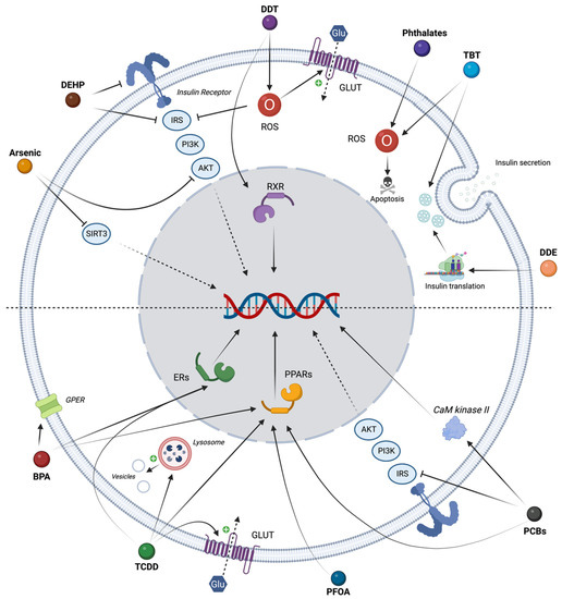 Ijms Free Full Text Critical Overview On Endocrine Disruptors In