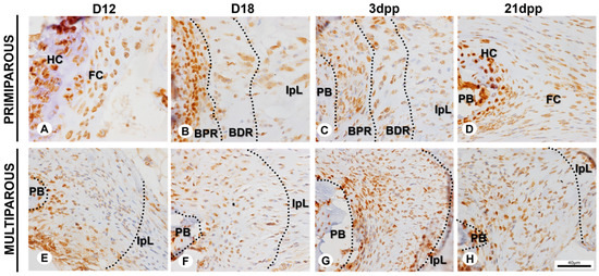Multiparity and Aging Impact Chondrogenic and Osteogenic Potential at ...