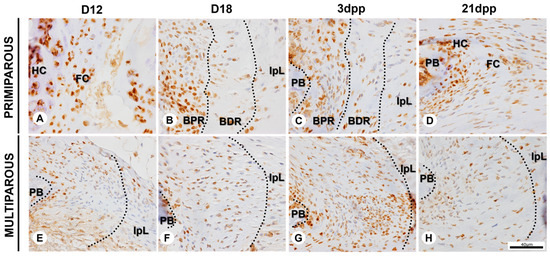 Multiparity and Aging Impact Chondrogenic and Osteogenic Potential at ...