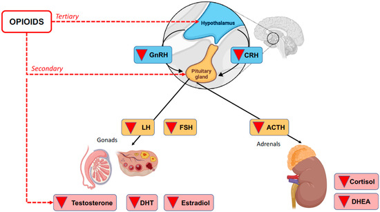 A Closer Look at Opioid-Induced Adrenal Insufficiency: A Narrative Review