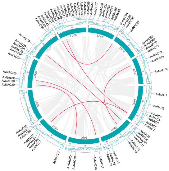 Genome-Wide Investigation of the NAC Transcription Factor Family in ...