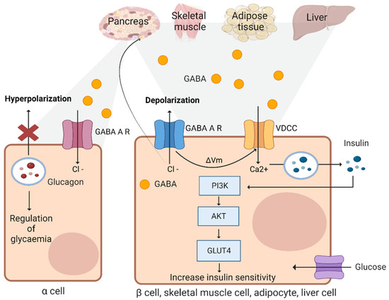 Gamma-Aminobutyric Acid Signaling in Damage Response, Metabolism, and Disease