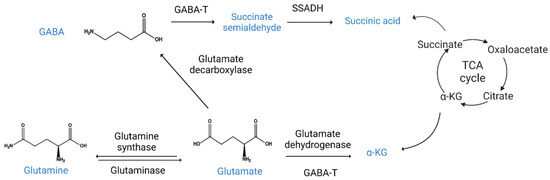 Gamma-Aminobutyric Acid Signaling in Damage Response, Metabolism, and Disease