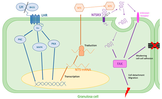 Ijms Free Full Text Neurotensin And Its Involvement In Reproductive