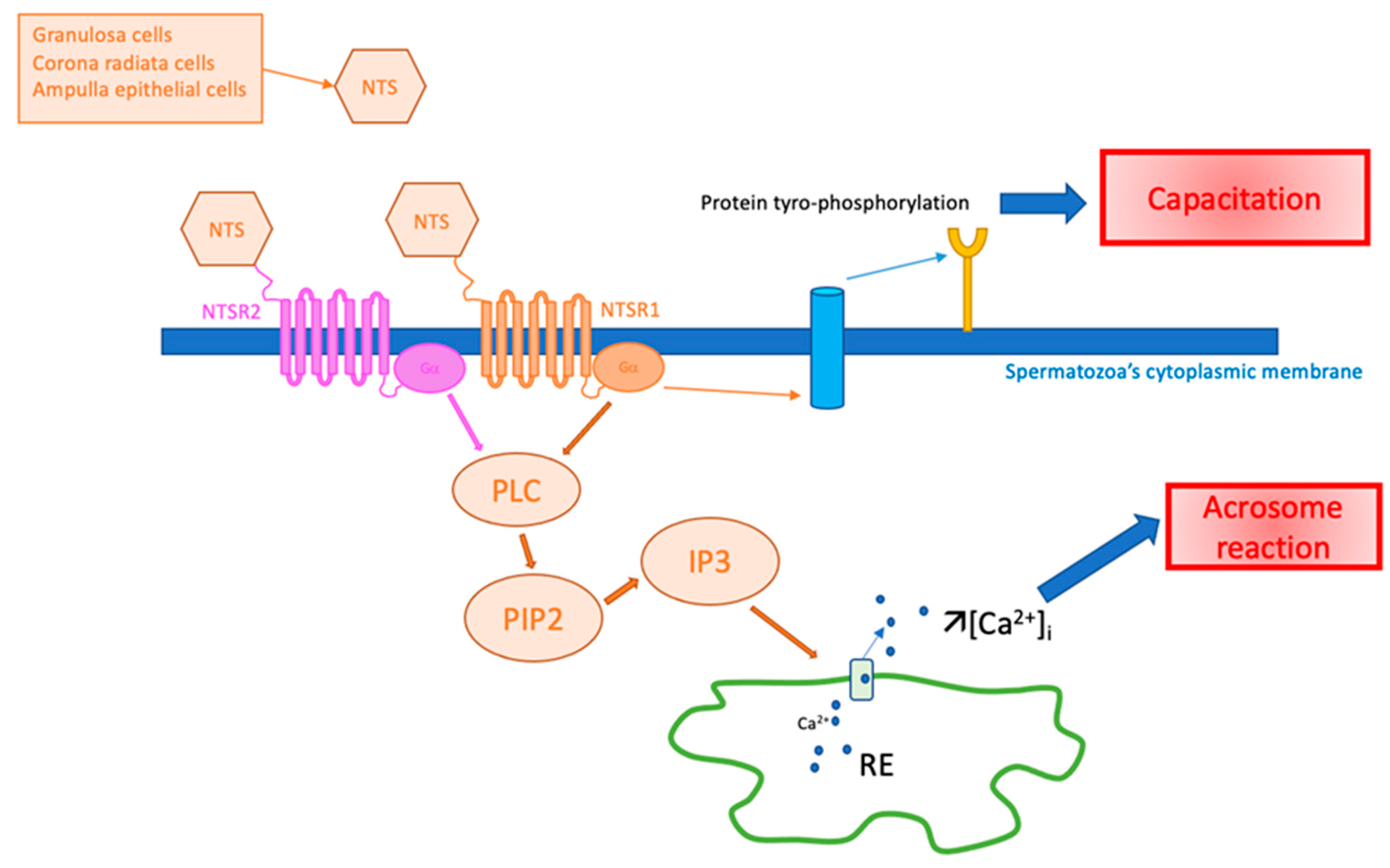 Ijms Free Full Text Neurotensin And Its Involvement In Reproductive