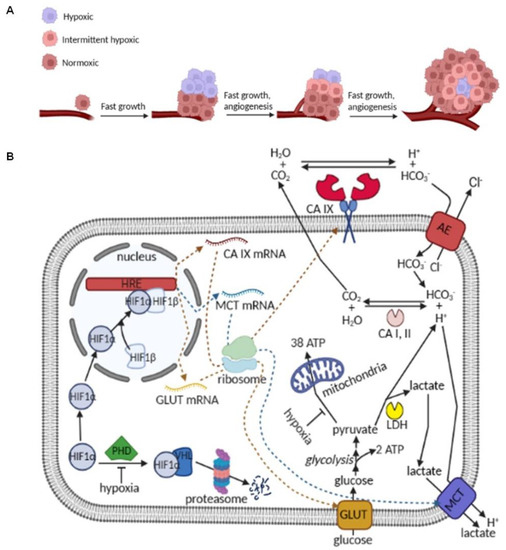 Expression Dynamics of CA IX Epitope in Cancer Cells under Intermittent ...