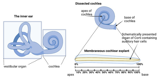 Degranulation of Murine Resident Cochlear Mast Cells: A Possible Factor ...