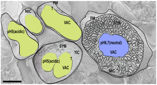 Rapid Changes to Endomembrane System of Infected Root Nodule Cells to ...
