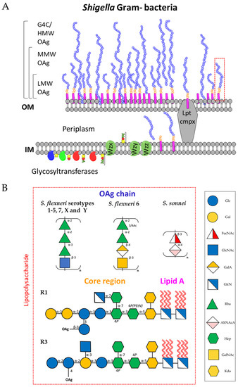 Toward a Shigella Vaccine: Opportunities and Challenges to Fight an ...