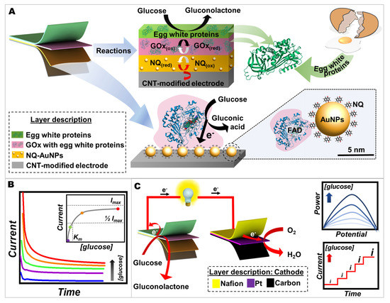 Redox-Mediated Gold Nanoparticles with Glucose Oxidase and Egg White ...