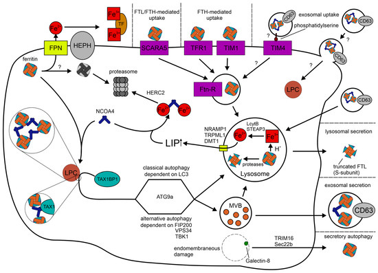 Advances in Ferritin Physiology and Possible Implications in Bacterial ...