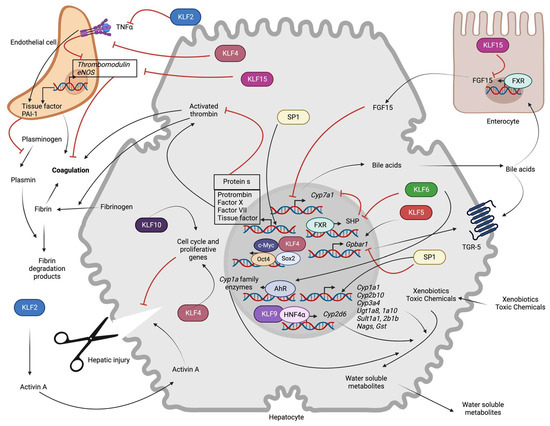 Specificity Proteins (SP) and Krüppel-like Factors (KLF) in Liver Physiology and Pathology