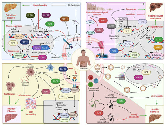 Specificity Proteins (SP) and Krüppel-like Factors (KLF) in Liver Physiology and Pathology