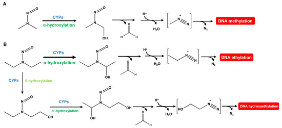 DNA Alkylation Damage by Nitrosamines and Relevant DNA Repair Pathways