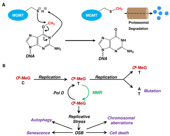 DNA Alkylation Damage by Nitrosamines and Relevant DNA Repair Pathways