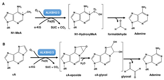 DNA Alkylation Damage by Nitrosamines and Relevant DNA Repair Pathways