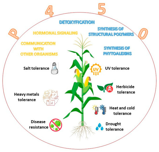 IJMS | Free Full-Text | Role of Cytochrome P450 Enzyme in Plant ...