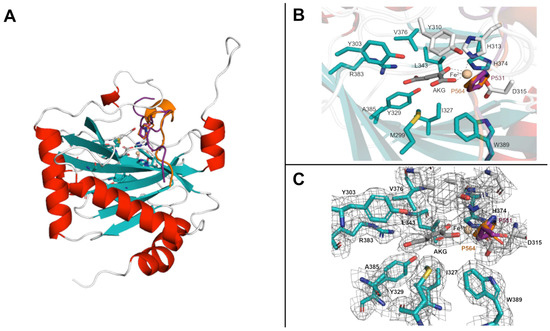Structural Characterization of Hypoxia Inducible Factor α—Prolyl ...