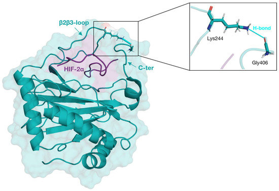 Structural Characterization of Hypoxia Inducible Factor α—Prolyl ...
