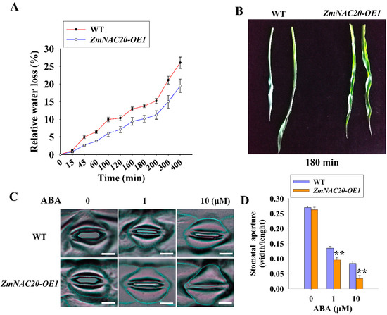 Transcription Factor ZmNAC20 Improves Drought Resistance by Promoting ...