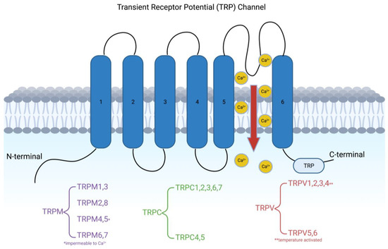 Transient Receptor Potential (TRP) Channels in Pain, Neuropsychiatric Disorders, and Epilepsy