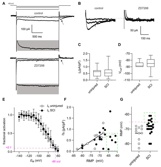 Depolarization and Hyperexcitability of Cortical Motor Neurons after ...