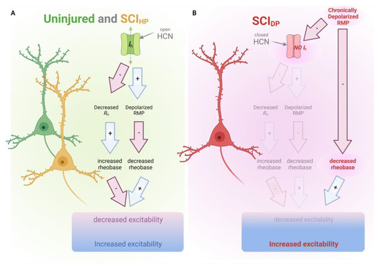 Depolarization and Hyperexcitability of Cortical Motor Neurons after Spinal Cord Injury ...