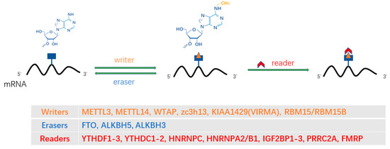The Role of m6A Modifications in B-Cell Development and B-Cell-Related ...