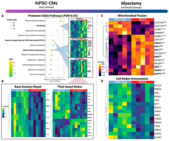 Multi-Omics Profiling of Hypertrophic Cardiomyopathy Reveals Altered Mechanisms in Mitochondrial ...