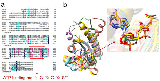 Universal Stress Proteins: From Gene to Function