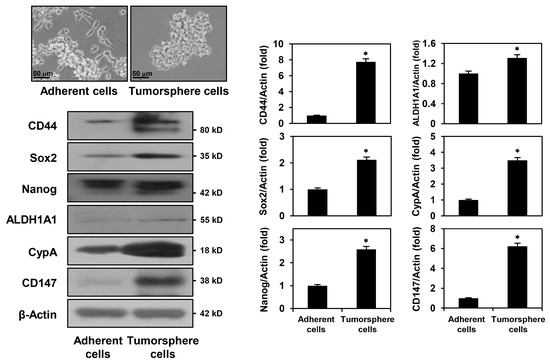 Cyclophilin A Inhibitors Suppress Proliferation and Induce Apoptosis of ...