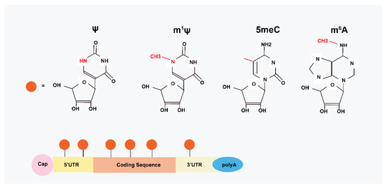 Modified mRNA as a Treatment for Myocardial Infarction