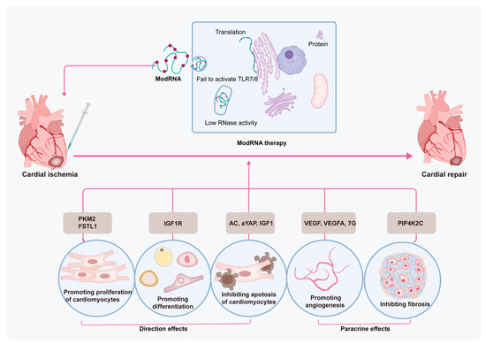 Modified mRNA as a Treatment for Myocardial Infarction