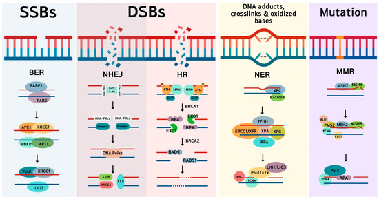 DNA Damage and Its Role in Cancer Therapeutics
