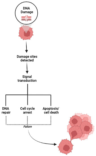 DNA Damage and Its Role in Cancer Therapeutics