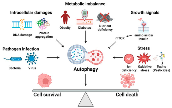 Autophagy in Cell Survival and Death