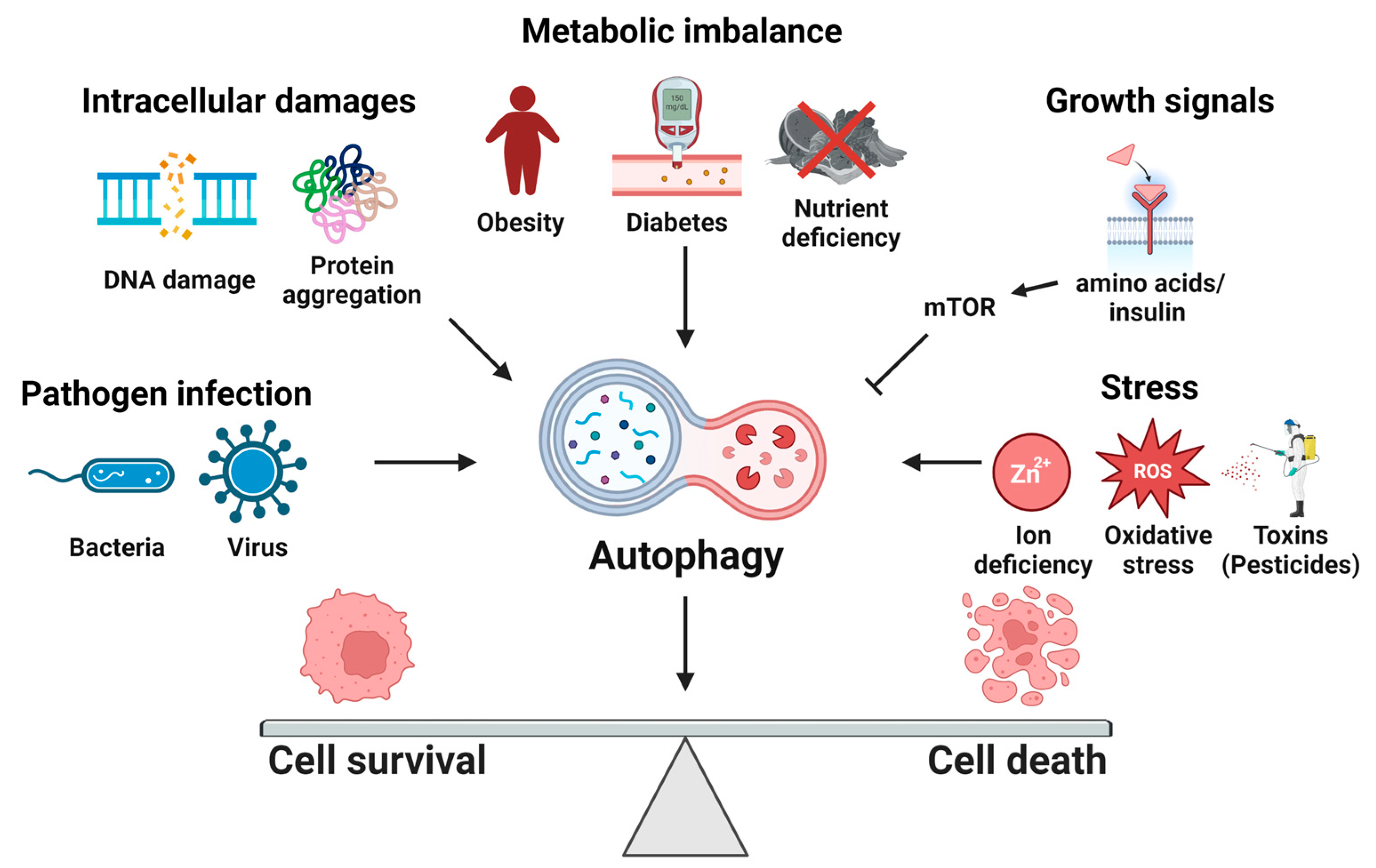 Autophagy in Cell Survival and Death Autophagy in Cell Survival and Death