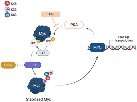 When Just One Phosphate Is One Too Many: The Multifaceted Interplay ...