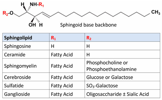 Zebra-Sphinx: Modeling Sphingolipidoses in Zebrafish