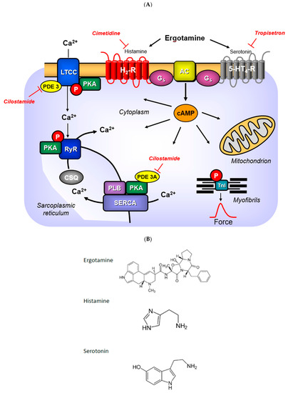 Ergotamine Stimulates Human 5-HT4-Serotonin Receptors and Human H2 ...