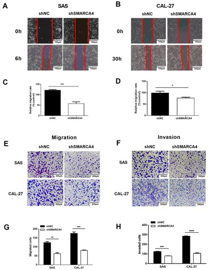 MiR-199a-5p-Regulated SMARCA4 Promotes Oral Squamous Cell Carcinoma ...