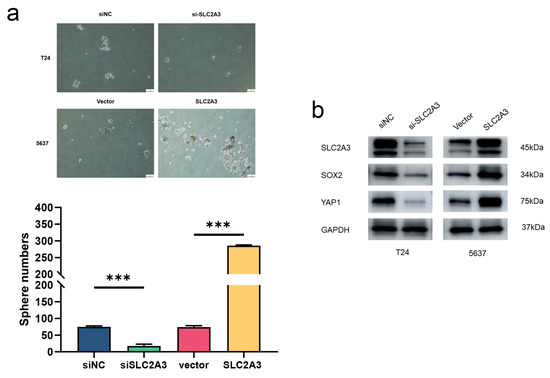 Crosstalk between Mesenchymal Stem Cells and Cancer Stem Cells Reveals ...
