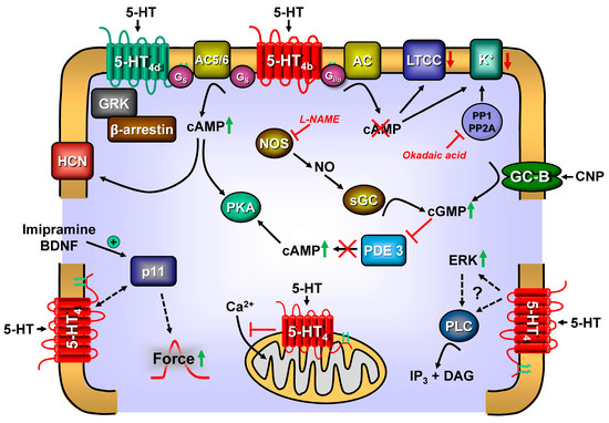Cardiac Roles of Serotonin (5-HT) and 5-HT-Receptors in Health and Disease