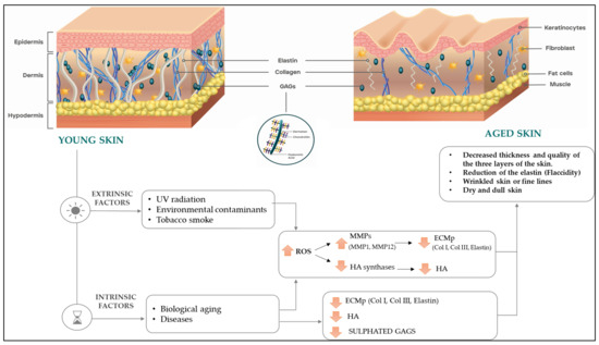A Novel Hyaluronic Acid Matrix Ingredient with Regenerative, Anti-Aging ...