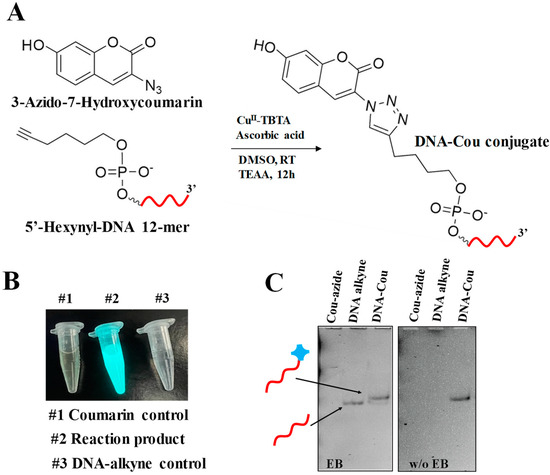 Effective, Rapid, and Small-Scale Bioconjugation and Purification of ...