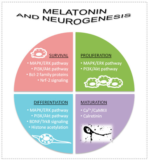 Benefits of the Neurogenic Potential of Melatonin for Treating ...